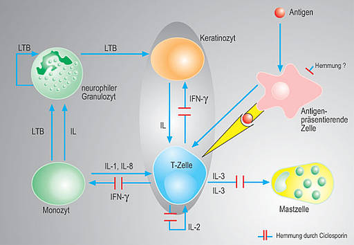 Der Wirkmechanismus von Ciclosporin – rheuma-online
