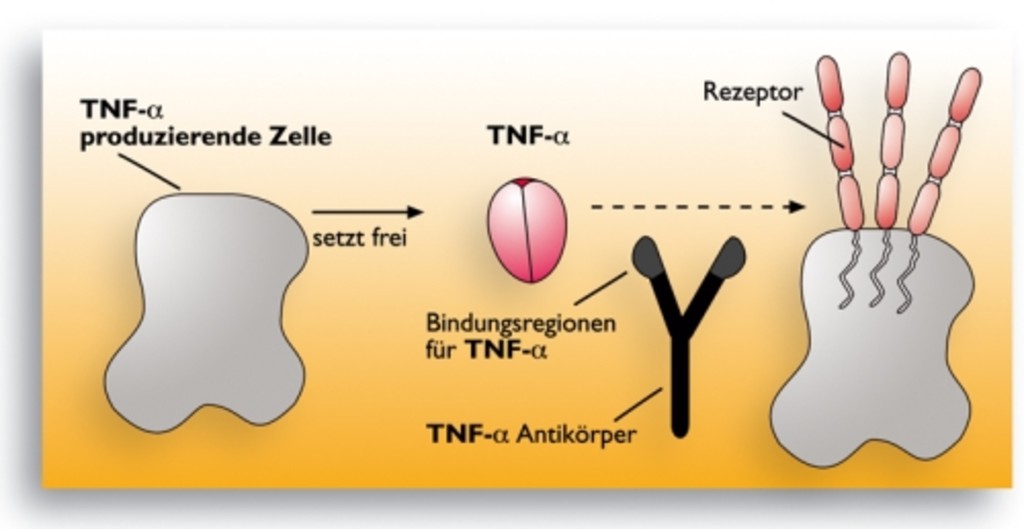 Der Wirkmechanismus von Adalimumab – rheuma-online